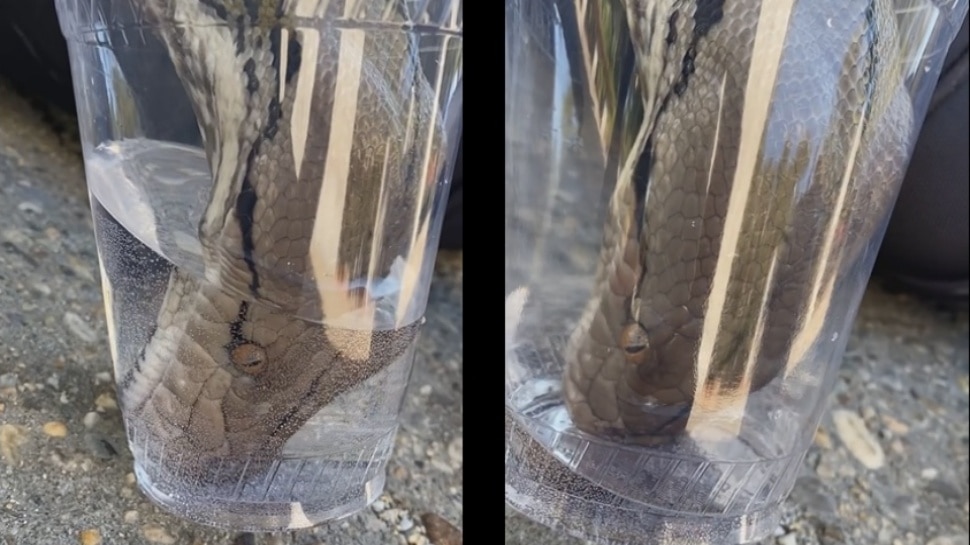 Snake drinking water video goes viral |ಹಾವು ನೀರು ಕುಡಿಯುವ ವಿಡಿಯೋ ವೈರಲ್ ...