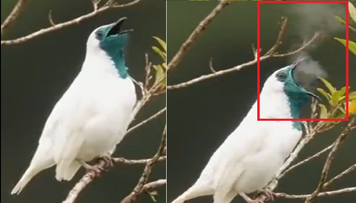 Todays trending video bird caught on camera emitting smoke from its ...