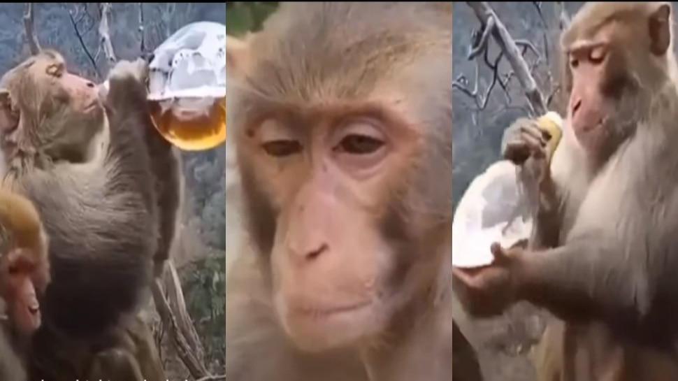 Monkey Drinking Wine Video gone viral on social media | ಮಂಗನಿಗೆ ಶರೆ ...