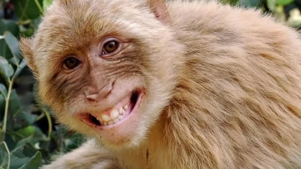 Shocking: Monkeys are the owners of 32 acres of land in this village ...