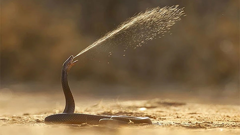 poisonous snake dangerous animal spitting venome attacking poison watch ...