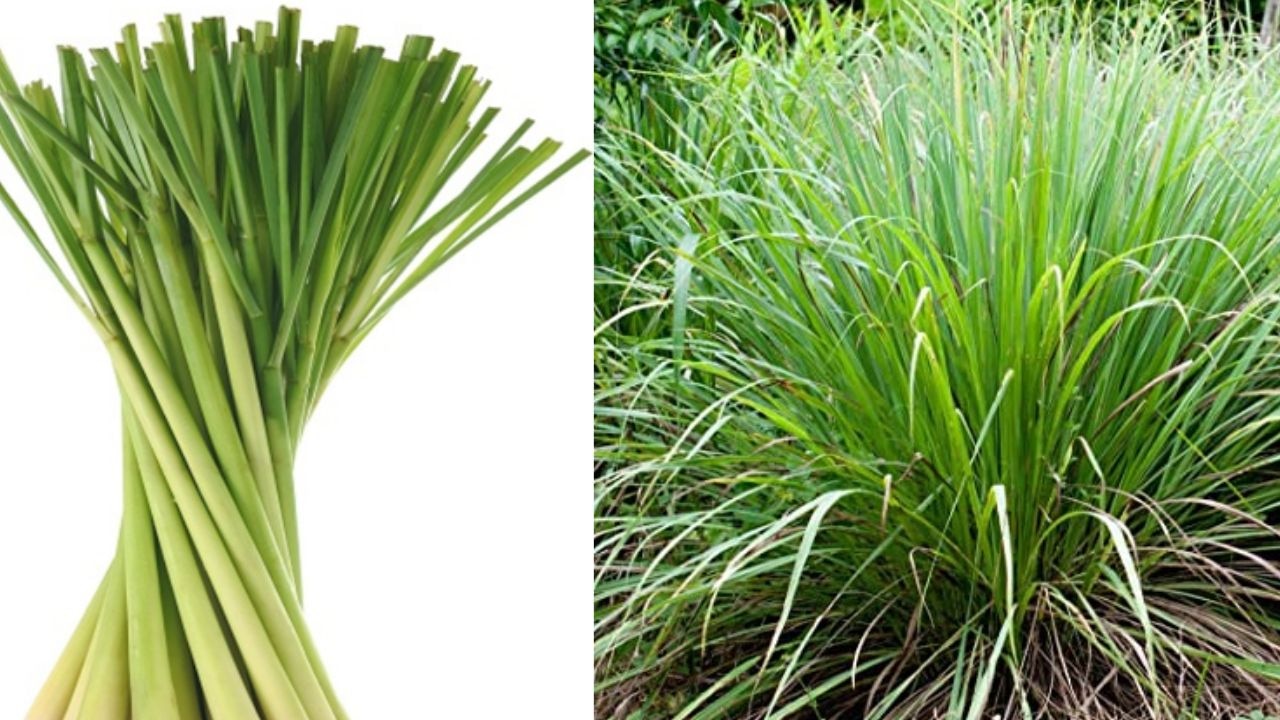 lemon grass reduces weight fast use it with tea for better digestion ...