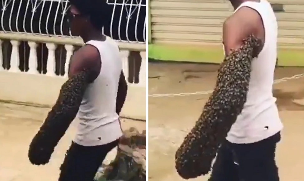 swarm of bees on the arms of young boy moving in society with no pain ...