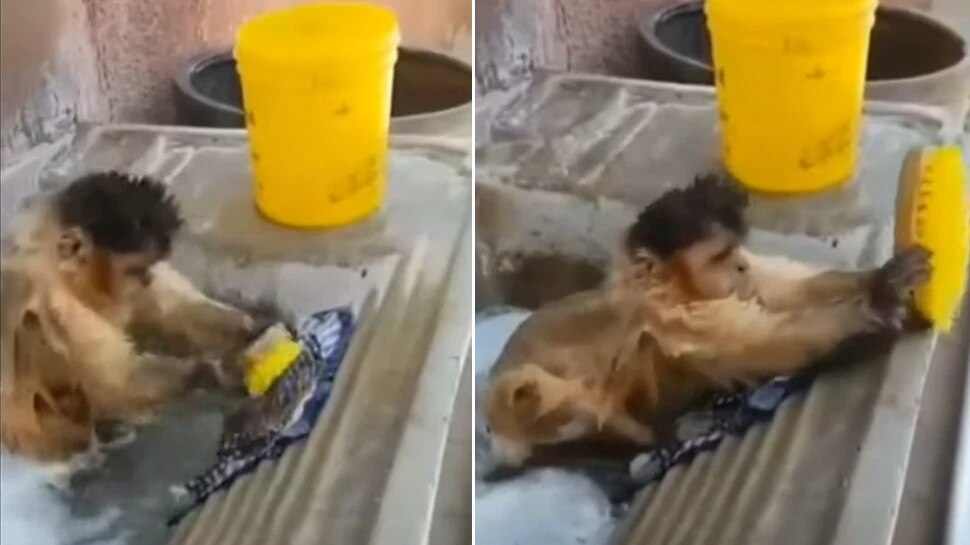 Monkey washing clothes video goes viral | ಈ ಮಂಗಣ್ಣ ಸೋಪ್‌ ಹಚ್ಚಿ, ಬ್ರಷ್ ...