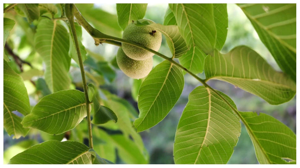 amazing benefits of Guava Leafhealth tips | ಈ ಎಲ್ಲಾ ಸಮಸ್ಯೆಗಳಿಗೆ ರಾಮಬಾಣ ...