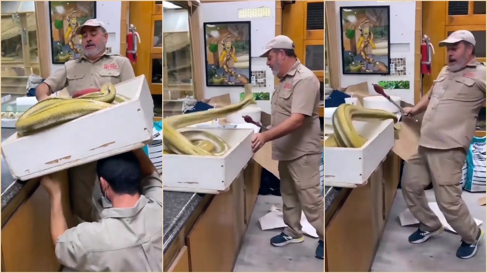 deadly python attack on zoo keeper video goes viral | ಸಾಕಿದವನ ಮೇಲೆ ...