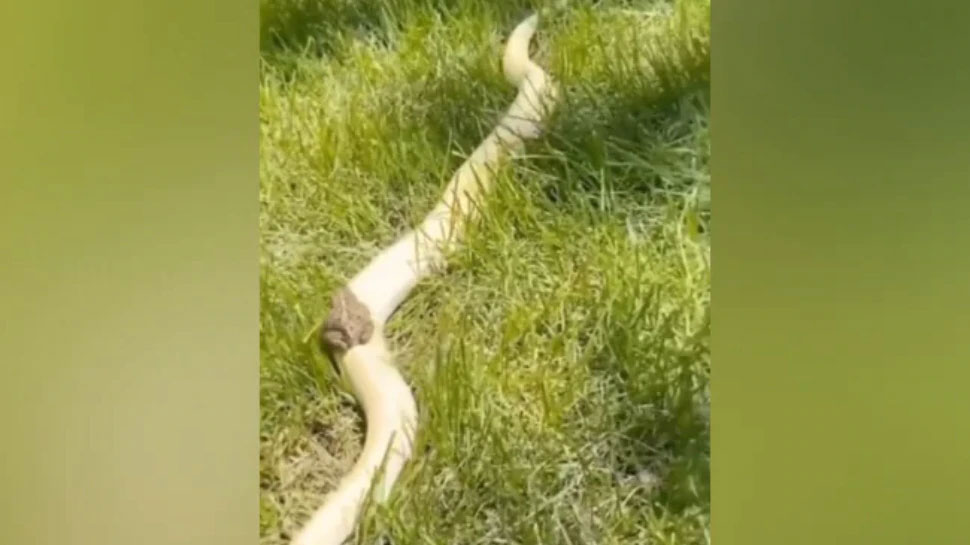 frog riding on snake video goes viral |ಹಾವಿನ ಬೆನ್ನೇರಿ ಸವಾರಿ ಹೊರಟ ...