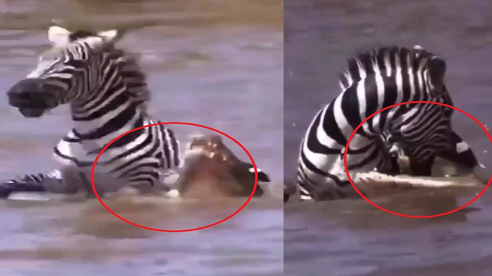 Zebra vs Crocodile: Zebra Fights with Crocodile, Video Viral On Social ...