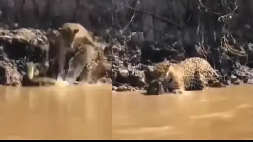 python attacks leopard, video gone viral on social media Viral Video ...