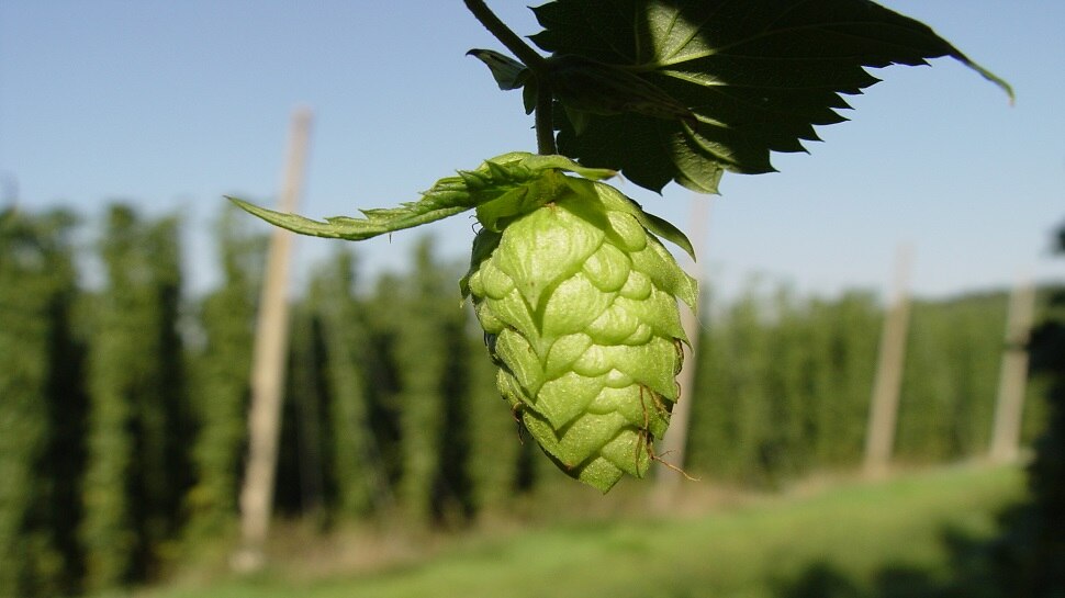 Hop Shoots Are most expensive than gold-car: You will be shocked if you ...