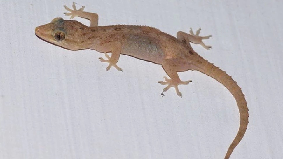 meaning of seeing lizard in home temple and dream Vastu Tips ...