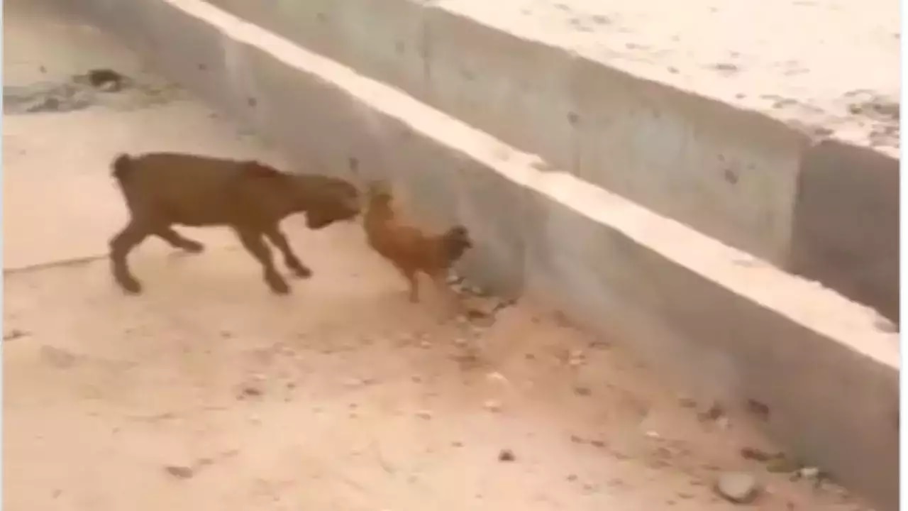 Funny Video: goat chicken fight funny video goes viral on social media ...