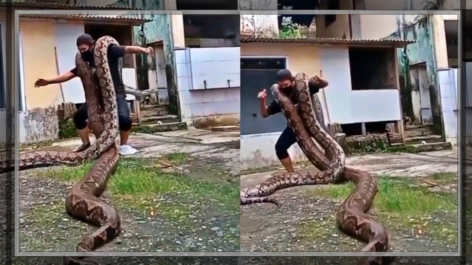 Dance with giant pythons on shoulders Video Viral | ದೈತ್ಯ ...