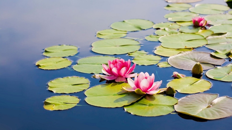 Grow Lotus flower at home to reduce mental stress| Lotus Flower ...