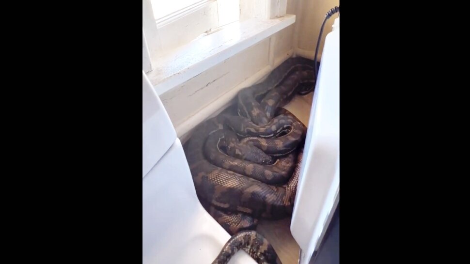 Pythons Mating in Kitchen of a woman | ಅಡುಗೆಮನೆಯಲ್ಲಿ ಹೆಬ್ಬಾವುಗಳ ಸರಸ! ವಿಡಿಯೋ ವೈರಲ್‌ Viral News in ...