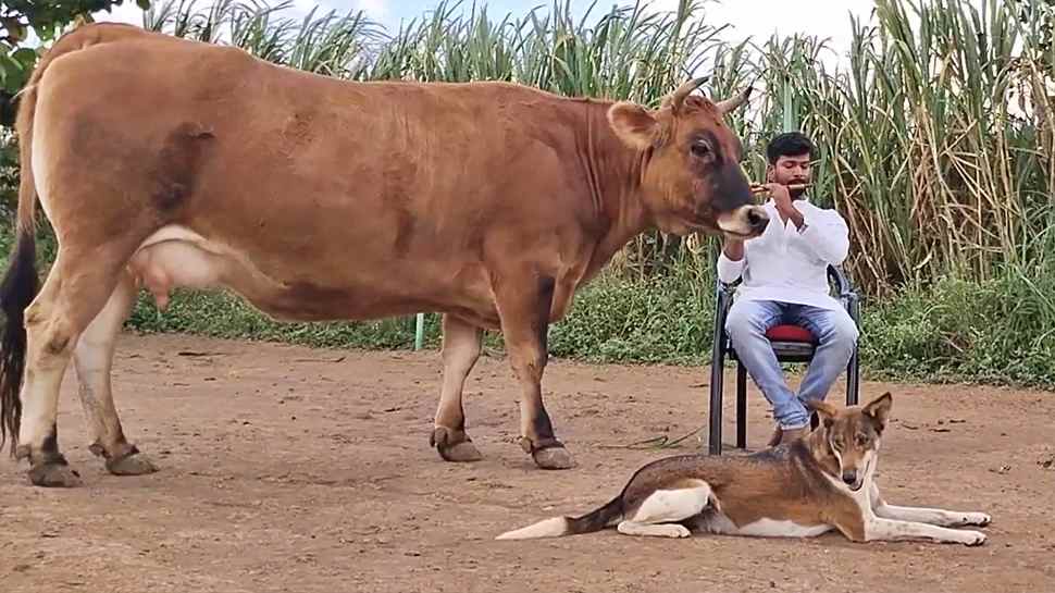 Cow Reaction On Flute Music video goes viral on internet | ಕೊಳಲಿನ ಮಧುರ ...