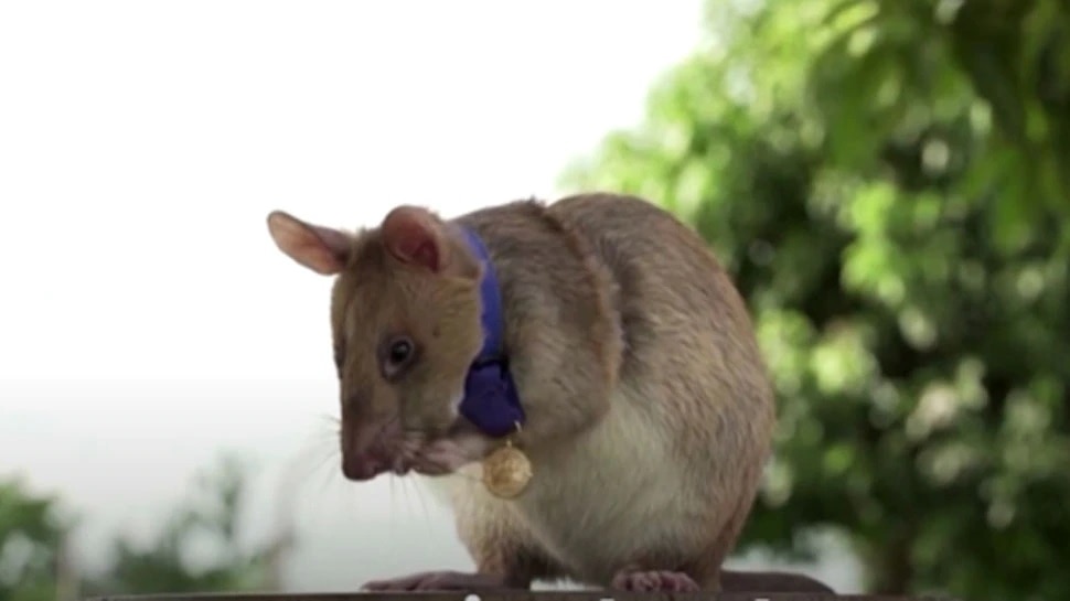 A brave rat risked his life to save thousands of lives| brave rat ...