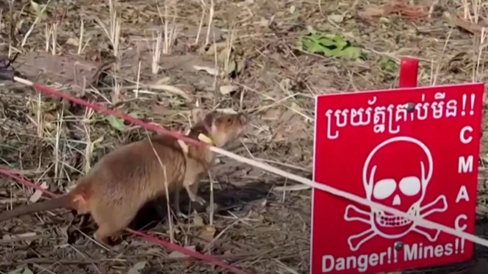 A brave rat risked his life to save thousands of lives| brave rat ...