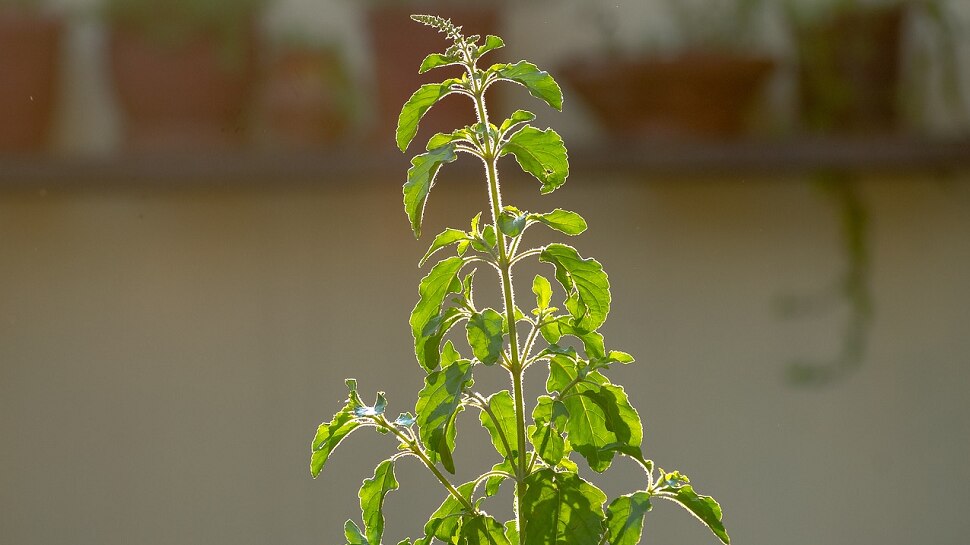 Dry Tulsi Indication: vastu tips for dry tulsi plant indicate bad and ...