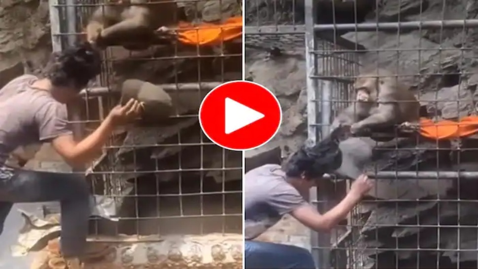 Monkey Pull Man hair Funny Video Went Viral | ಕೋತಿ ಜೊತೆಯೇ ಚೇಷ್ಟೆ ಮಾಡಲು ...