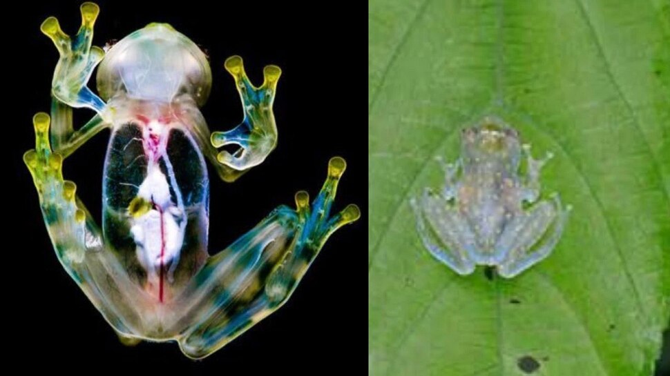 transperant glass frog suddenly disappears whil sleeping not visible ...