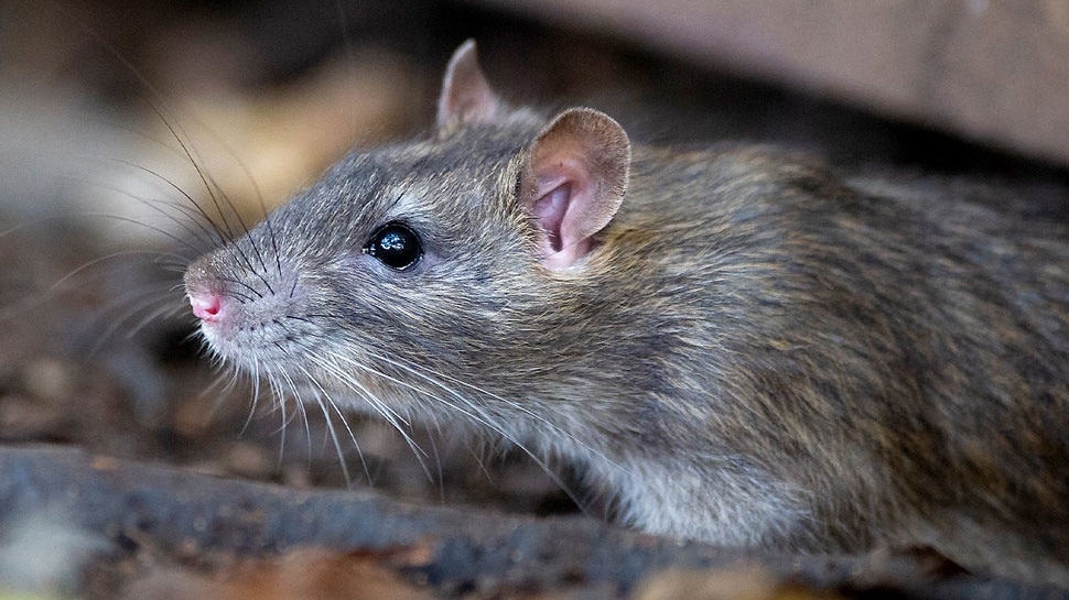 Just follow these simple tricks to Control Rats | ನಿಮ್ಮ ಮನೆಯಲ್ಲಿ ಇಲಿಗಳ ...