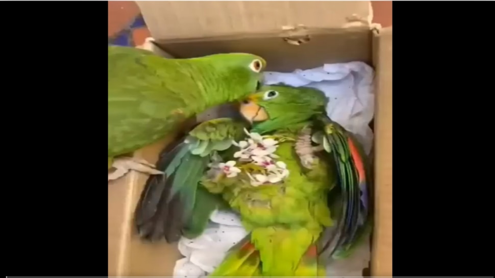 parrot crying infront of its mates deadbody | ತನ್ನ ಸಂಗಾತಿಯ ಮೃತದೇಹದ ...