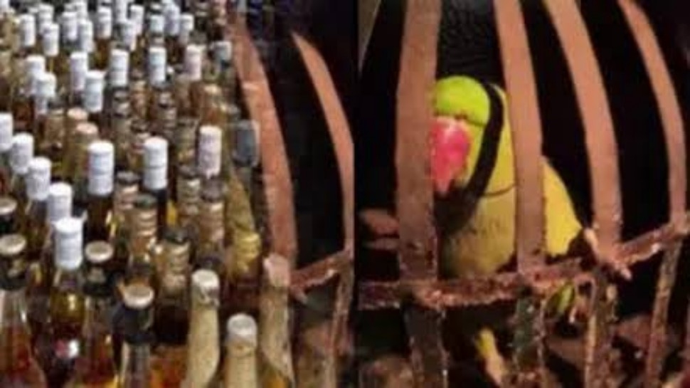 Parrot Arrested in liquor mafia case by Gaya Police | ಮದ್ಯ ಮಾರಿ ...