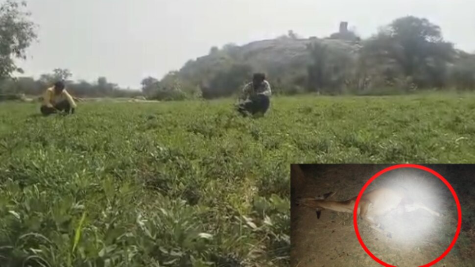 Leopard subtly in Ramasamudra, Yadgiri | ಯಾದಗಿರಿಯ ರಾಮಸಮುದ್ರದಲ್ಲಿ ಚಿರತೆ ...