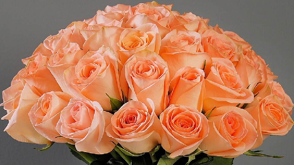 Each color rose on Valentine's Day has a different meaning | ಪ್ರೇಮಿಗಳ ...