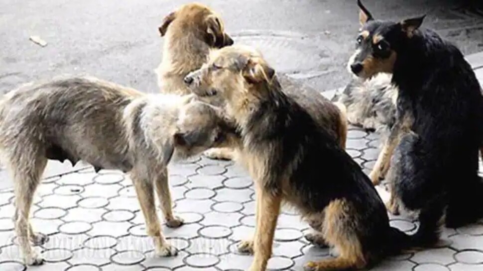 ಏಕಾಏಕಿ ಮೂವತ್ತಕ್ಕೂ ಹೆಚ್ಚು ಜನರ ಮೇಲೆ ಬೀದಿನಾಯಿಗಳ ದಾಳಿ| More than 30 people ...