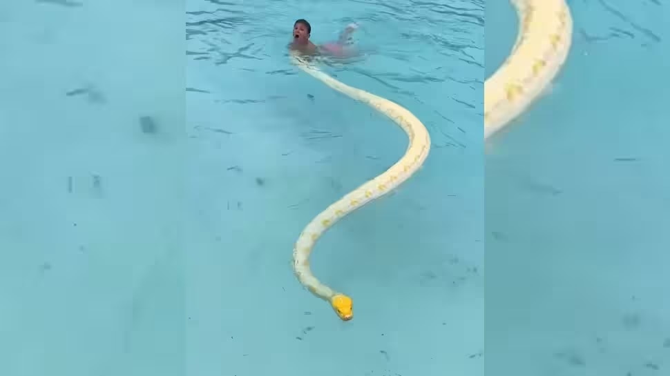 Boy Swimming with Python in Swimming Pool | ದೈತ್ಯ ಹೆಬ್ಬಾವಿನೊಂದಿಗೆ ...