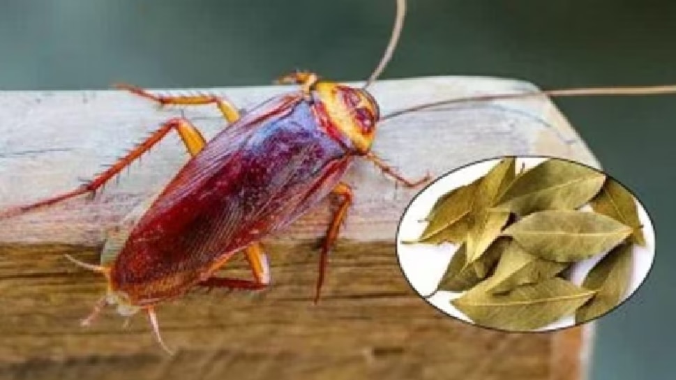 how to get rid of cockroaches kitchen hacks cleaning tips to away ...