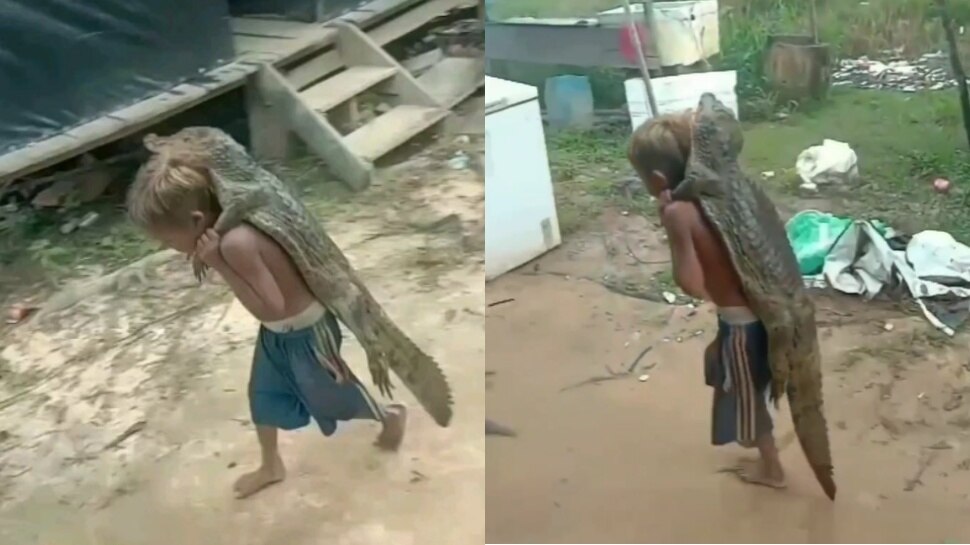 A boy carrying a crocodile on the shoulder vidoe goes viral ...