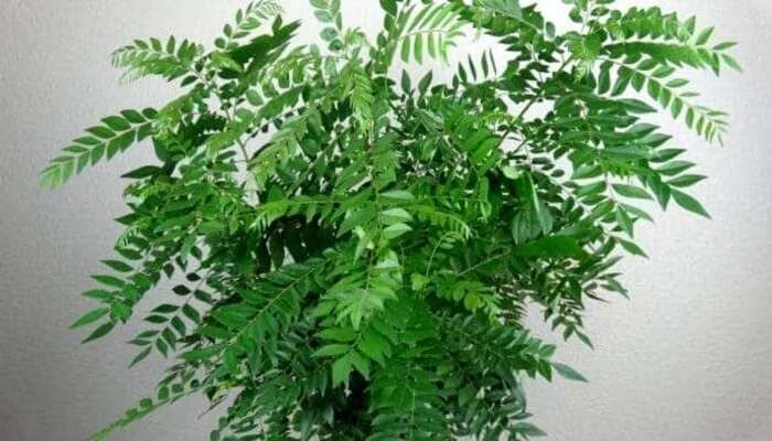 Curry Leaves Benefit Exploring the Health Benefits of This Aromatic ...