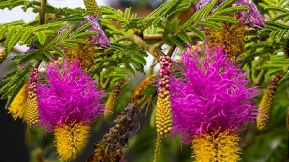 Shami Plant Tips: Plant Shami plant in this direction of the house ...