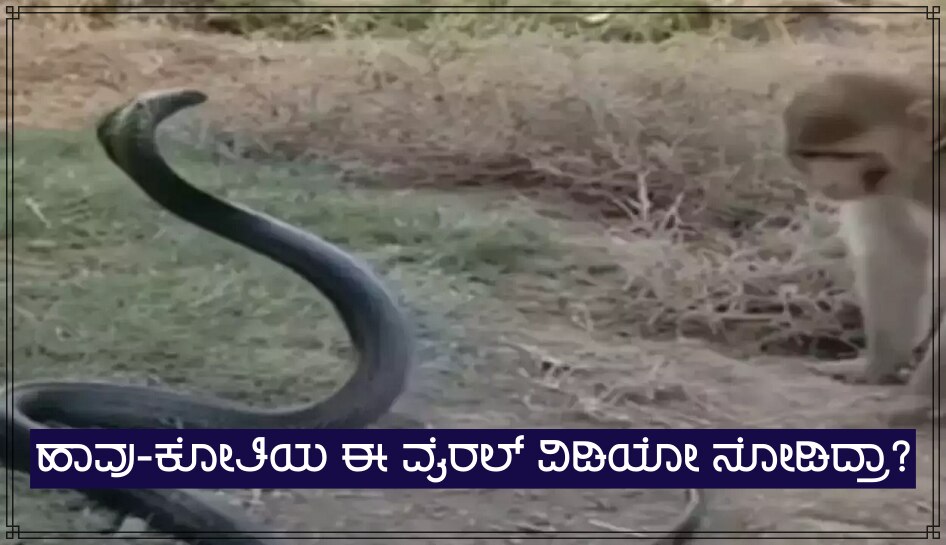 monkey snake fight video goes trending on social media in todays viral ...