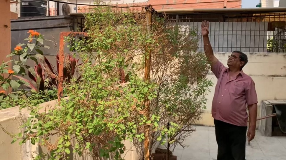 Giant Tulsi Plant In Vadodara: Find out this strange one that has never ...