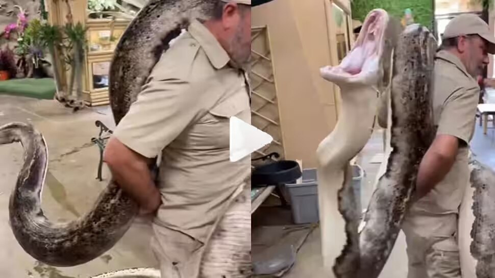 man carrying gaint python on his shoulder video goes viral | Viral ...
