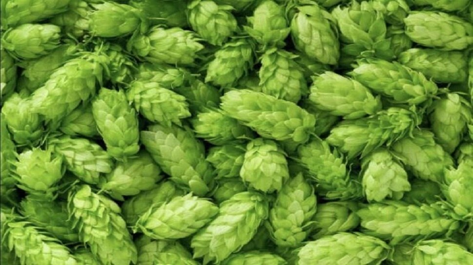 This is the most expensive vegetable in the world: this vegetable lives ...