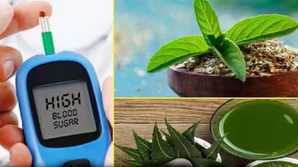 these green leaves will help to control diabetes |ರಕ್ತದಲ್ಲಿನ ಸಕ್ಕರೆ ...