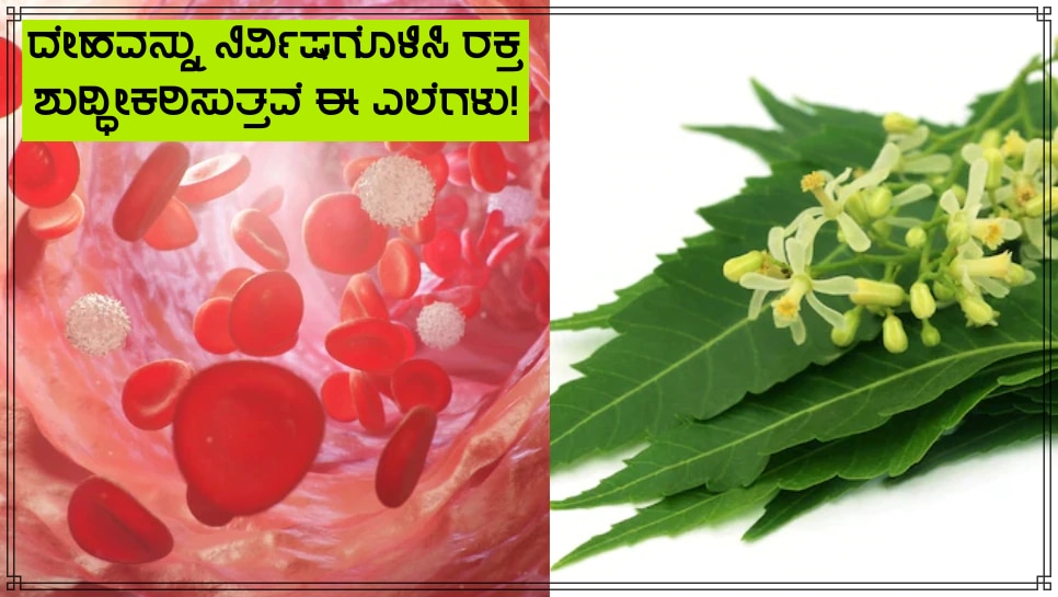 by detoxicating the body these leaves naturally purify the blood Body ...