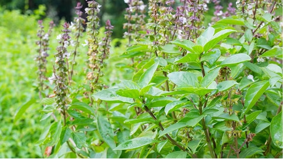 Is the financial crunch troubling you? Do this miraculous remedy of ...