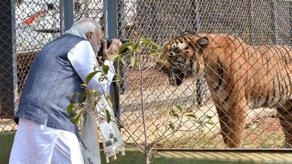 Prime Minister Narendra Modi went on a "safari" at the Bandipur Tiger ...