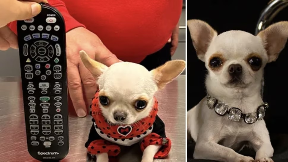 Shortest Dog in the world here is cute photos | ಗಿನ್ನಿಸ್ ಬುಕ್ ಸೇರಿದ ...