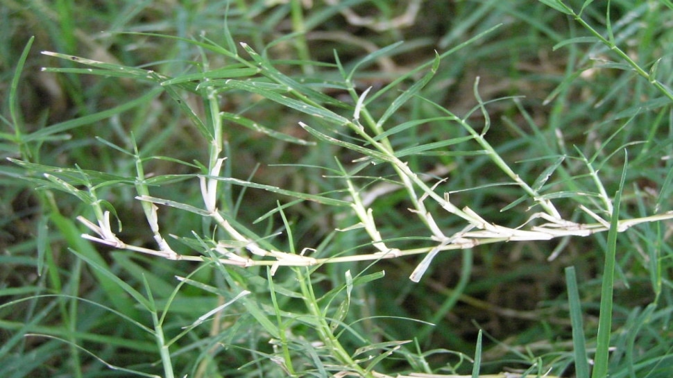 Health Tips: ಗರಿಕೆ ಸಣ್ಣ ಹುಲ್ಲೆಂದು ಕಡೆಗಣಿಸಬೇಡಿ ಅದರಲ್ಲಿಯು ಅಡಗಿದೆ ಔಷಧಿ ಗುಣ ...