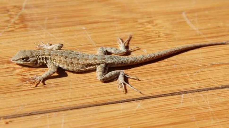 Lizard Indication: Seeing a lizard in the house is auspicious or ...