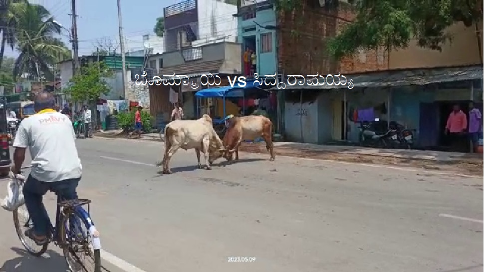 Karnataka Assembly Election 2023: Bull Fight In Gadag Market, Video ...