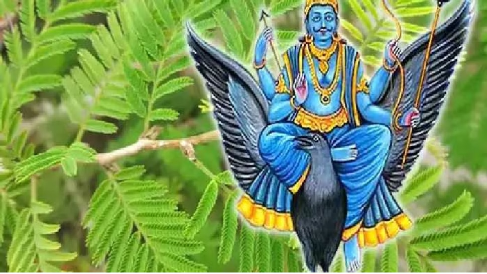 Shani Dev Favorite Plant: Shani Dev is happy by planting this plant in ...