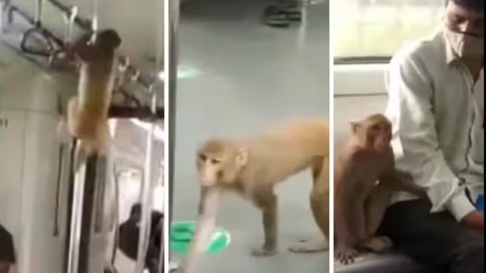 Monkey Cool Ride in Metro Train Video goes viral on Social Media ...